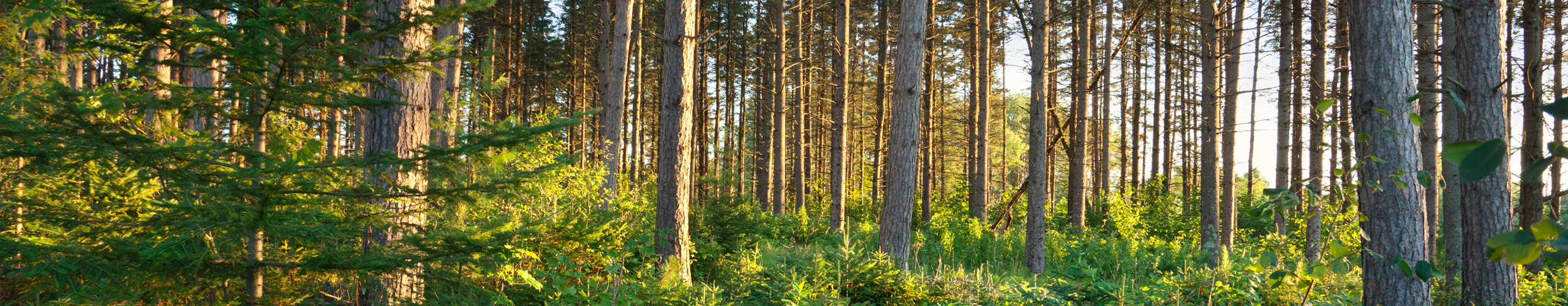 About - MN Chippewa Tribe